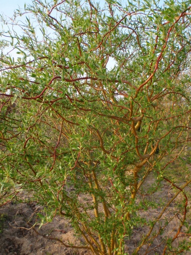 Semperflorens - Prezentare - Plante de exterior - Arbori foiosi - Salix ...